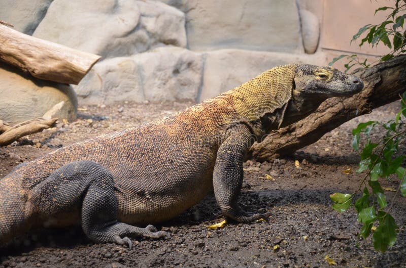 Komodo Dragon, the Largest Lizard in the World Stock Photo - Image of ...