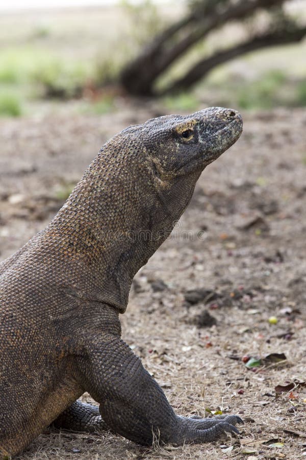 Komodo Dragon, the Largest Lizard in the World Stock Photo - Image of ...