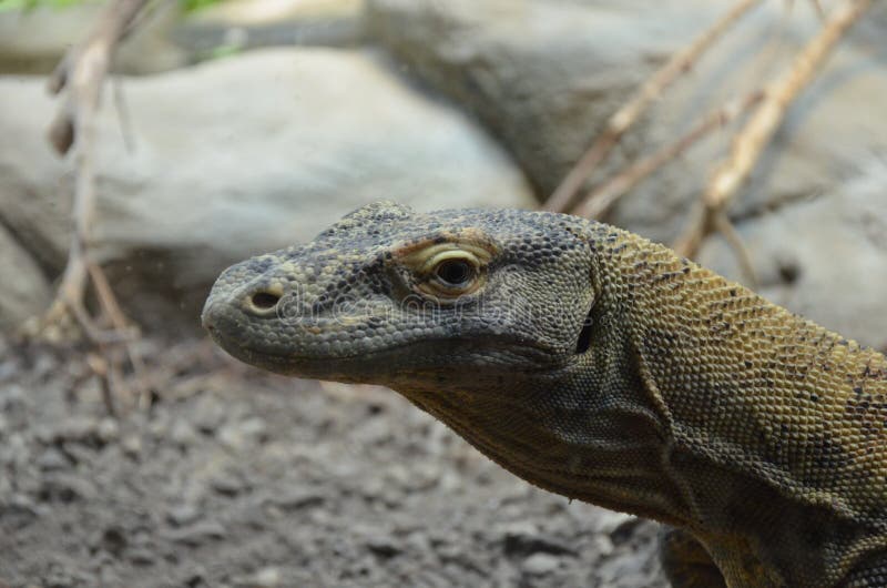 Komodo Dragon, the Largest Lizard in the World Stock Image - Image of ...