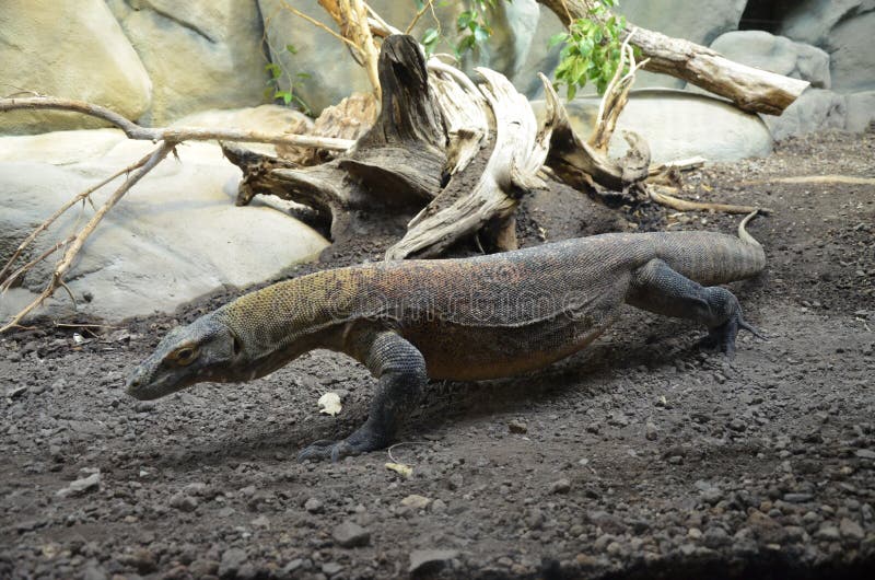 Komodo Dragon, the Largest Lizard in the World Stock Image - Image of ...