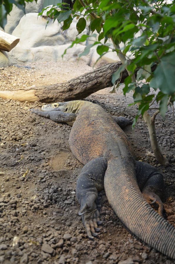 524 Komodo Dragon Largest Lizard World Stock Photos - Free & Royalty ...