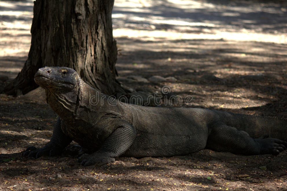 Komodo dragon stock photo. Image of adventure, crawl - 69666874