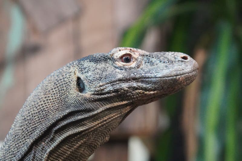 Komodo dragon looking out stock image. Image of lizard - 264505561