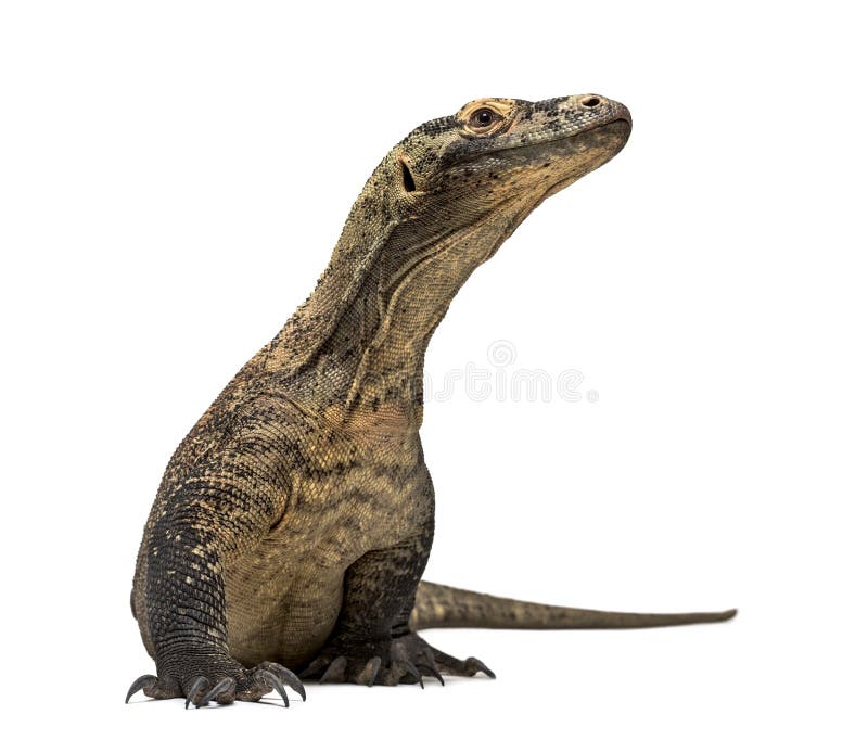 Komodo Dragon Looking Up Isolated on White Stock Image - Image of ...