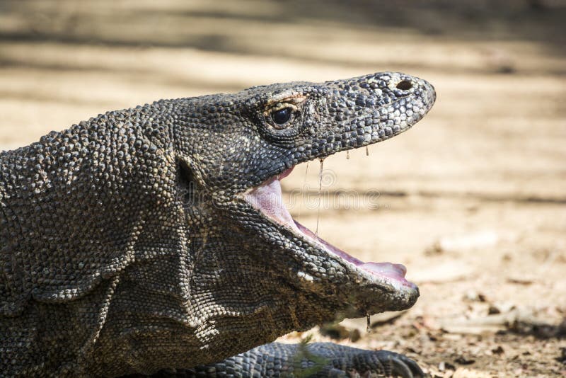 The Komodo dragon stock photo. Image of monster, carnivore - 78747280