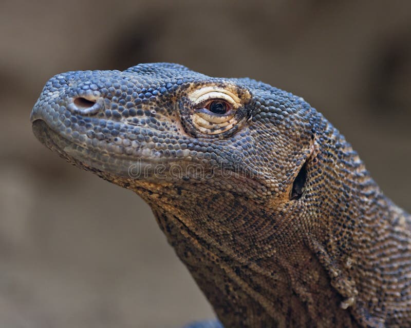 Komodo dragon portrait stock photo. Image of head, nature - 39566468