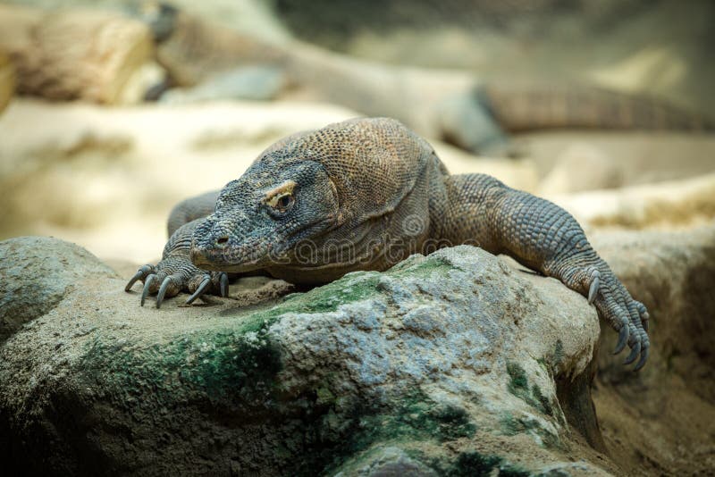 Komodo Dragon Portrait in Nature Park Stock Photo - Image of indonesia ...