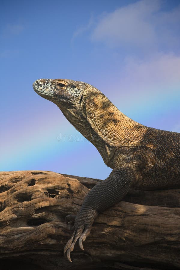 Komodo Drago. Close Up. the Komodo Dragon, Scientific Name: Varanus ...