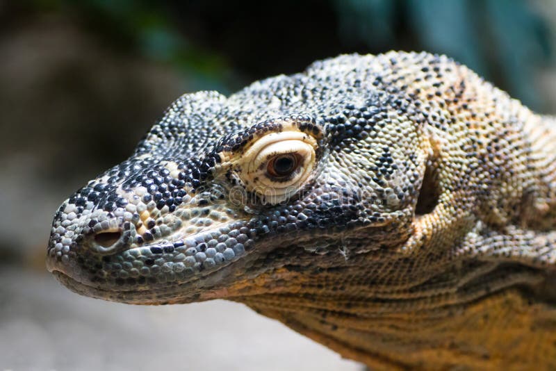 Komodo Dragon stock image. Image of varigated, scale - 44923923