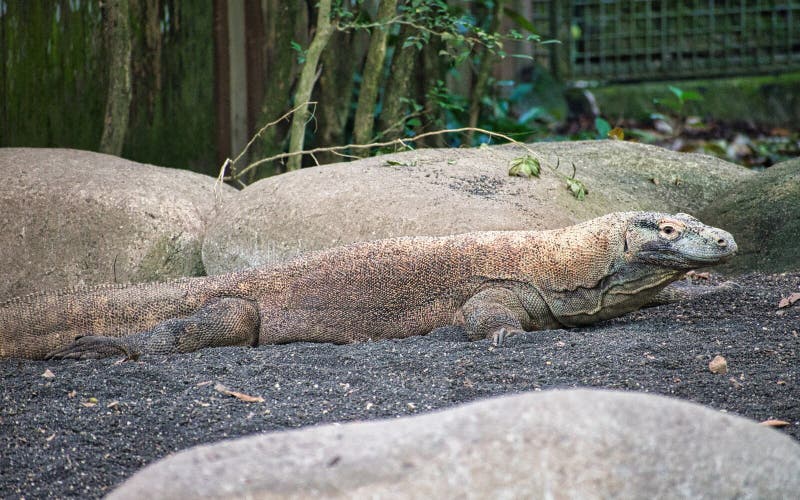 Komodo Dragon stock image. Image of reptile, snake, wildlife - 346141241