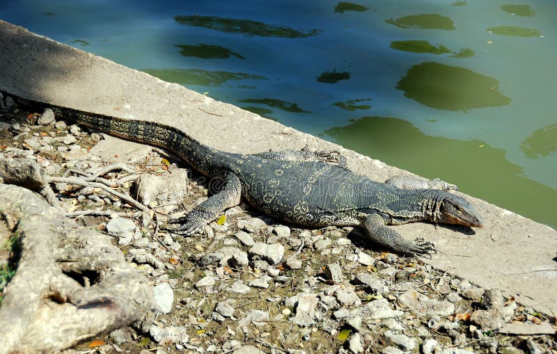 Komodo Dragon Sunning in Park Stock Image - Image of bangkok, lake ...