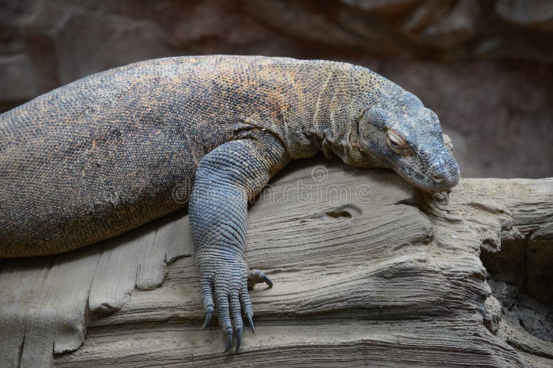 269 Komodo Dragon Face Stock Photos - Free & Royalty-Free Stock Photos ...