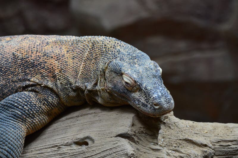 269 Komodo Dragon Face Stock Photos - Free & Royalty-Free Stock Photos ...