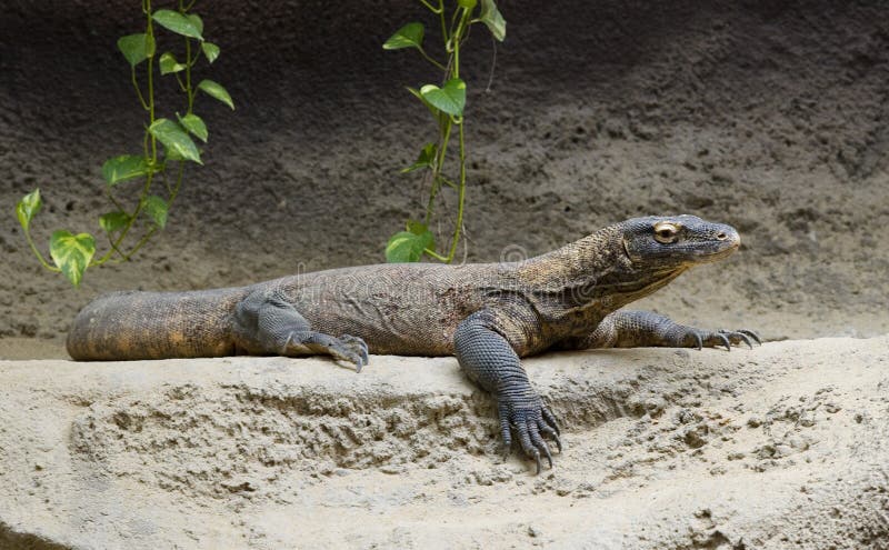 Komodo dragon stock photo. Image of giant, green, pounce - 70318108