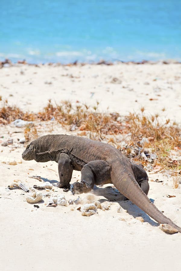 Komodo Dragon stock photo. Image of exotic, scary, komodo - 45328236