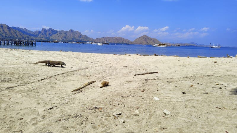 Komodo Dragon is Walking on the Beach at Komodo National Park on the ...