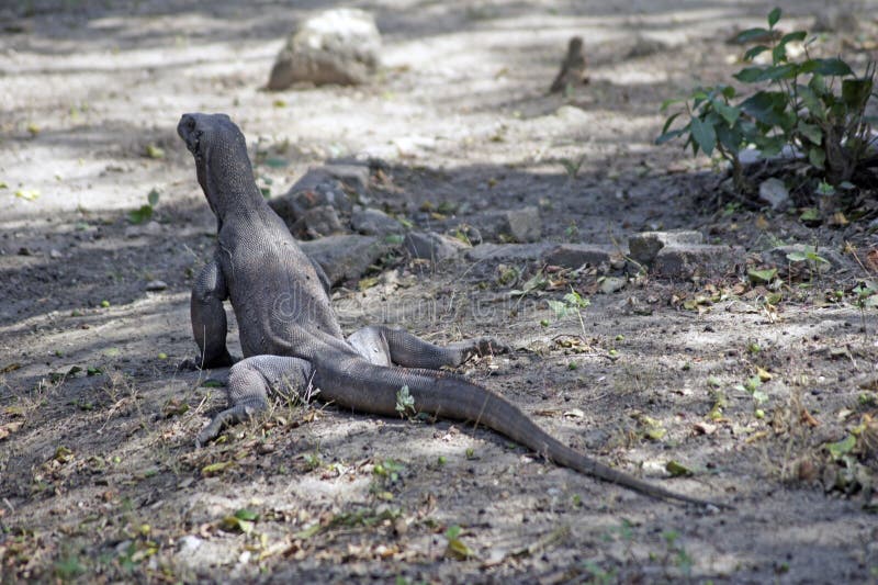 Komodo Dragons, Rinca Island, Indonesia Stock Image - Image of rinca, monster: 284712229