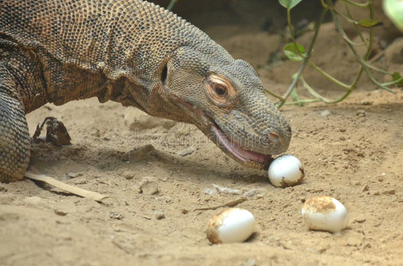 Komodo eats eggs stock photo. Image of gulps, eats, swallows - 19326924