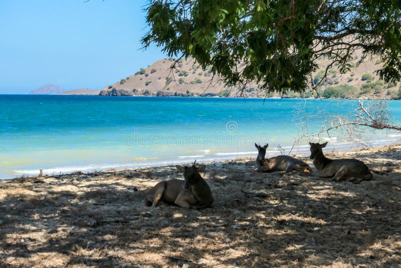 Komodo - a Heard of Deer Resting on the Beach, in the Shadow Stock ...