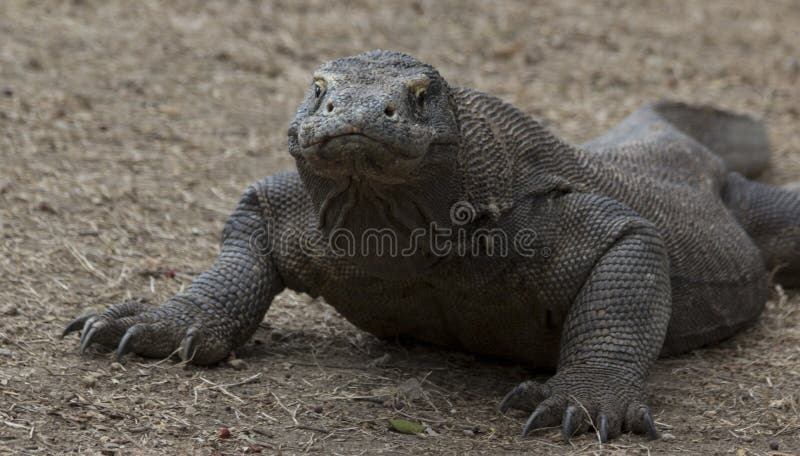 Komodo looking stock image. Image of sualwesi, komodensis - 44832847