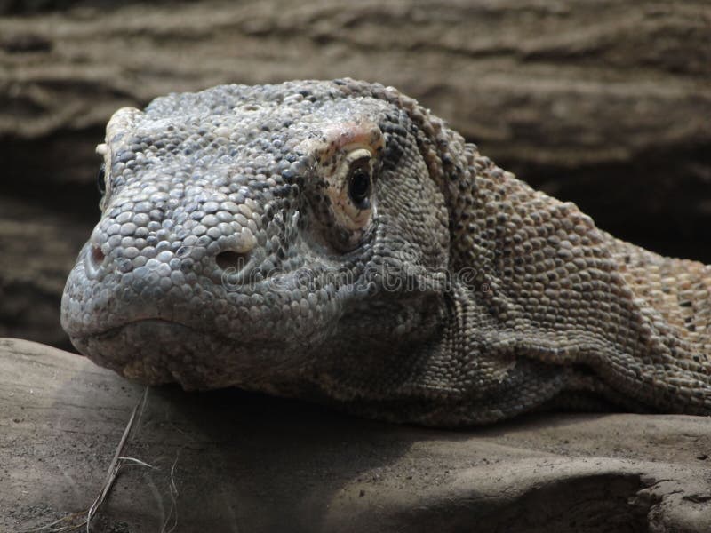 Komodo monitor lizard stock photo. Image of carnivore - 10066522