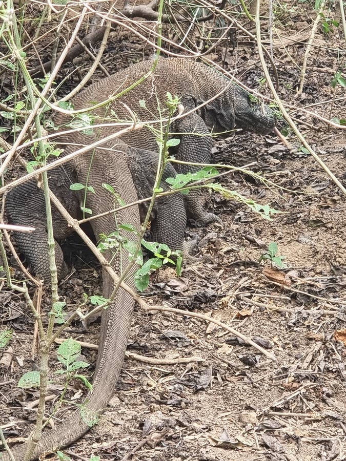 Komodo in Natural Forest stock image. Image of amphibian - 263739789