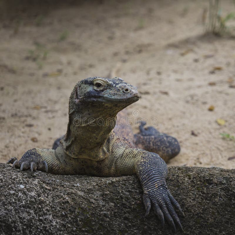 Komododraak, De Grootste Hagedis in De Wereld Stock Foto - Image of ...