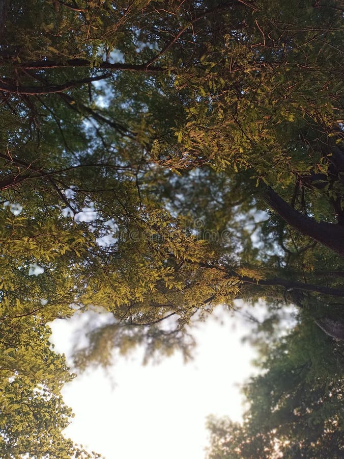 Komorebi Light through the Leaves Stock Photo - Image of reflection ...