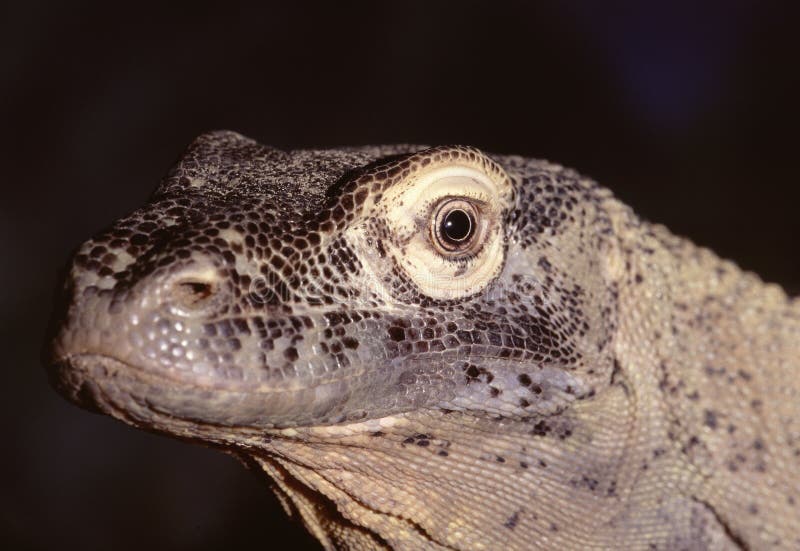 Komoto dragon stock image. Image of monitor, animal, lizard - 12425837