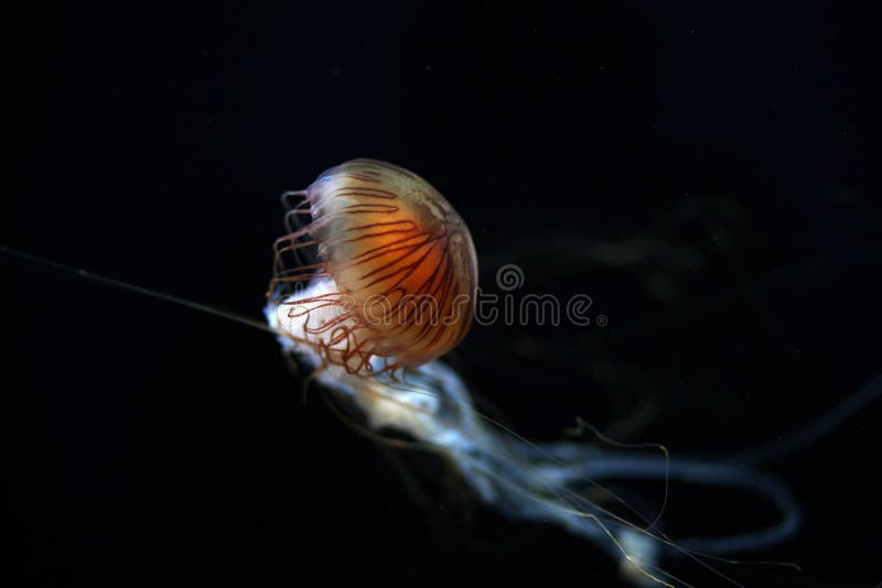 Kompaskwal, Chrysaora stock foto. Image of duik, blauw - 40268986