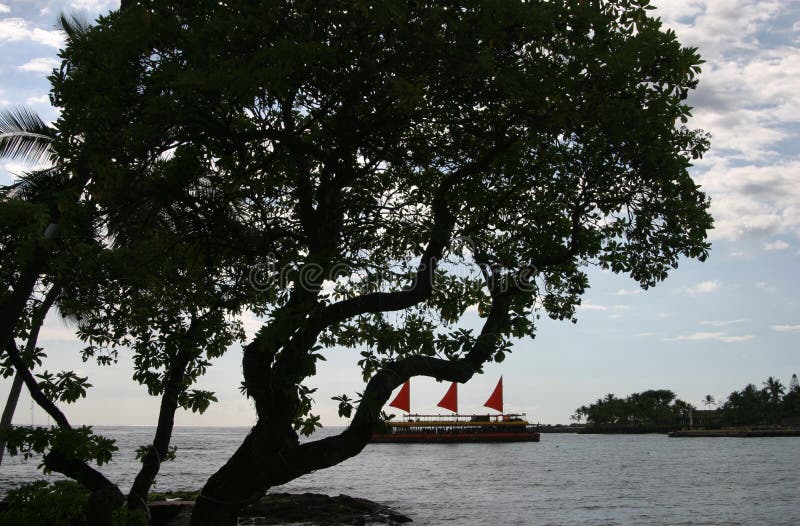 Kona Tree stock photo. Image of boat, sail, ocean, harbor - 39314