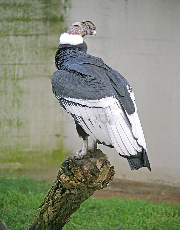 Kondor 2 stockbild. Bild von anden, kondor, sorte, umgebung - 1661155