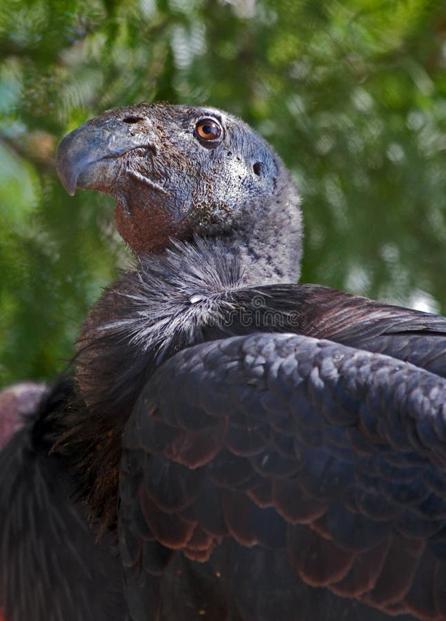 Kalifornien-Kondor stockbild. Bild von kondor, kalifornien - 96270079