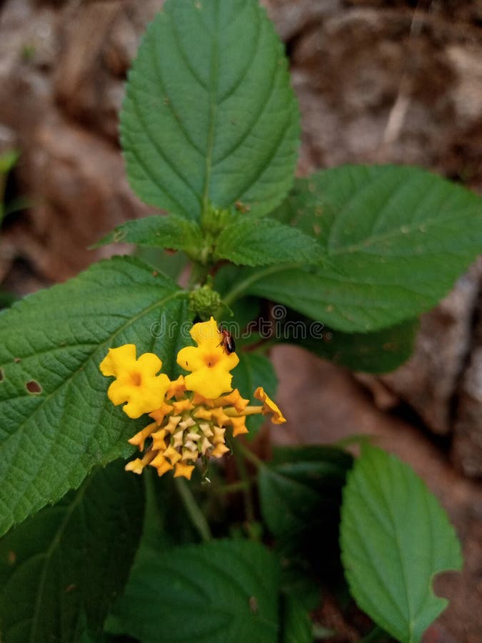 Kongini Flowers in My Field Stock Image - Image of produce, plant ...