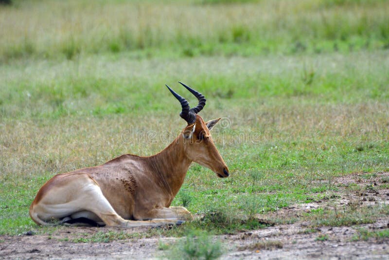Kongoni, Masai Mara, Kenya stock photo. Image of east - 11193132