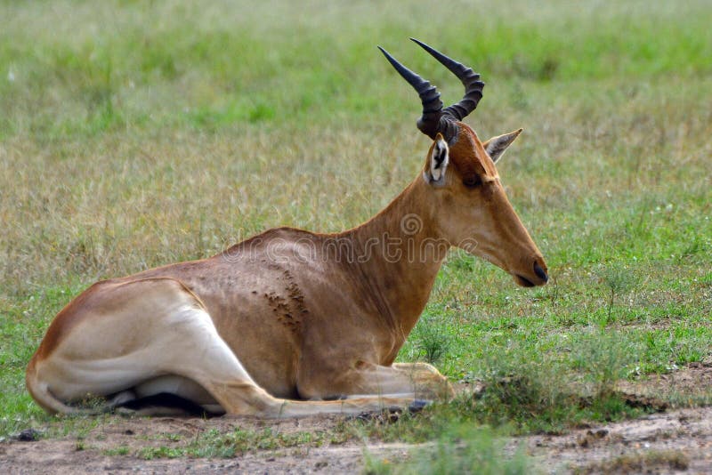Kongoni, Maasai Mara Game Reserve, Kenya Stock Photo - Image of green ...