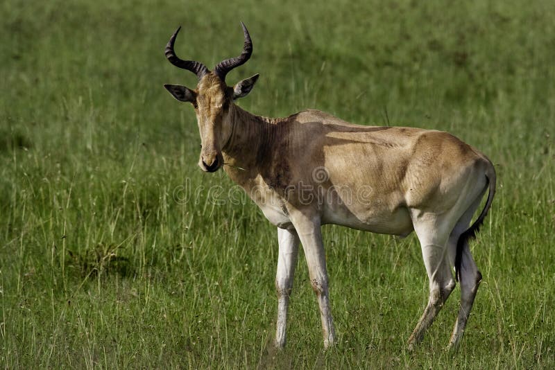 Kongoni, Masai Mara, Kenya stock photo. Image of east - 11193132