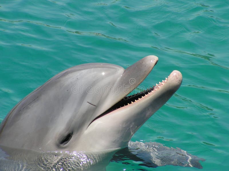 Dolphin in Red sea stock image. Image of arctic, fish - 279903773