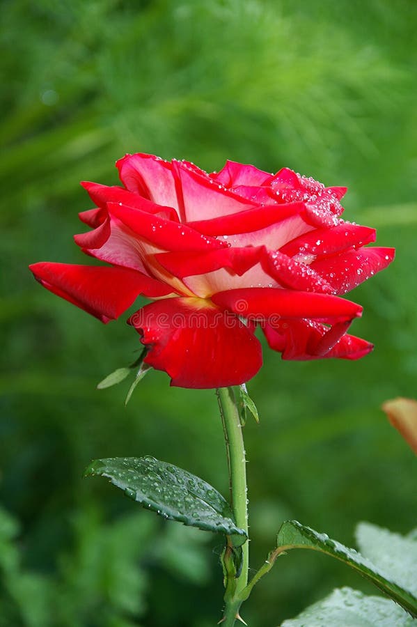 Red rose with dew drops. stock image. Image of flora - 141586335