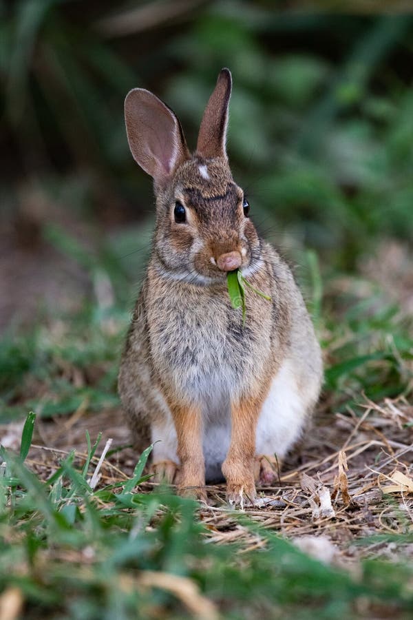 Konijn stock foto. Image of groen, gras, wild, grijs - 115465888