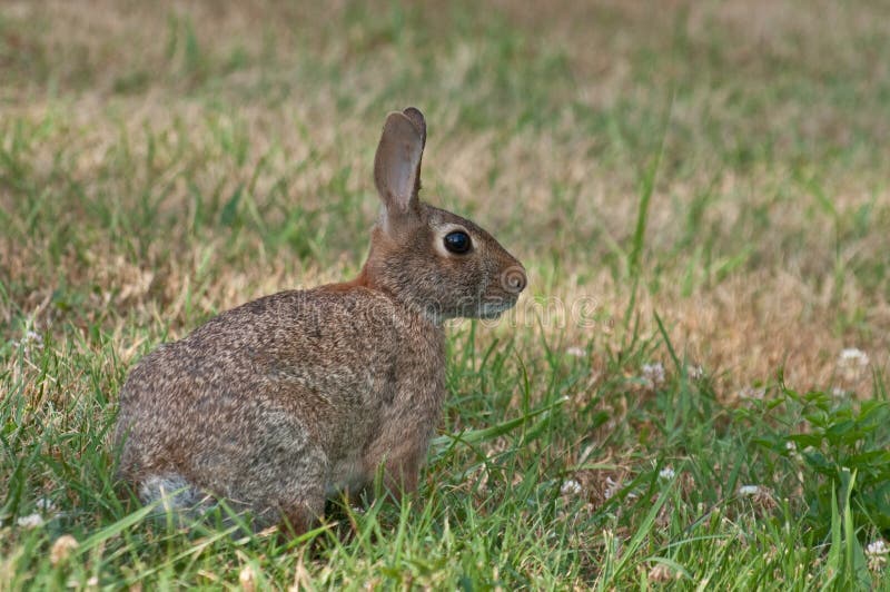 Wild Konijn op Hoog Alarm stock afbeelding. Image of groen - 10900813