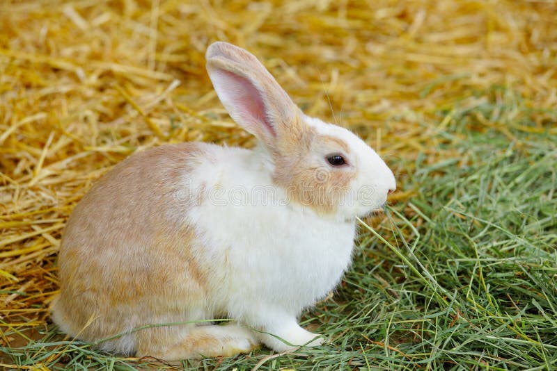 Wit konijn met rode ogen stock foto. Image of zacht, dier - 74880480