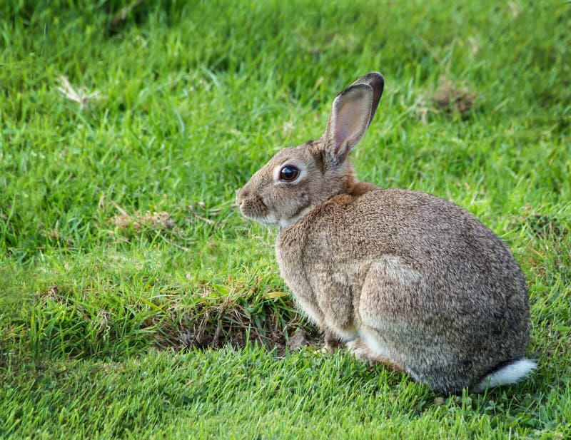 Wild Konijn stock afbeelding. Image of kogelkonijn, lente - 290445