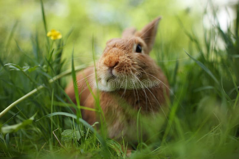 Konijn in groen gras stock foto. Image of achtergrond - 14575118