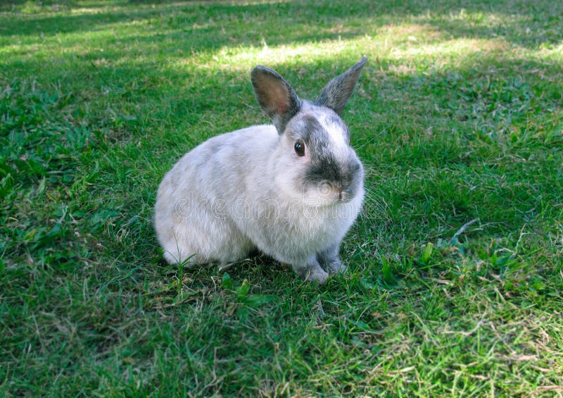 Konijn op gras stock afbeelding. Image of konijn, gezicht - 18556257