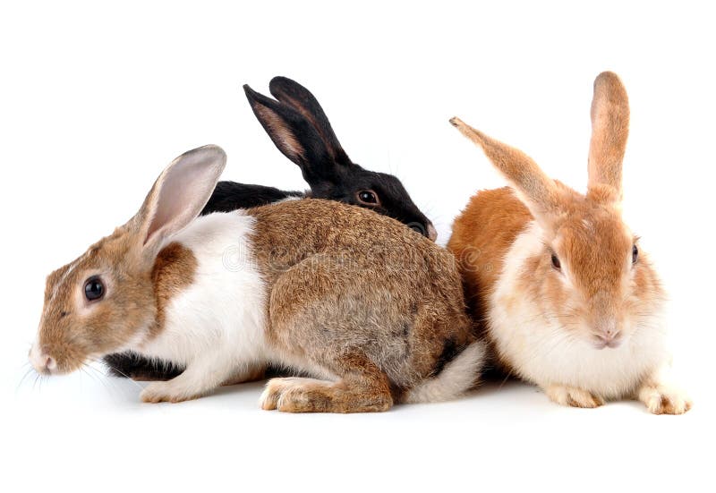Konijnen stock foto. Image of feest, nieuw, fokkerij - 15218938