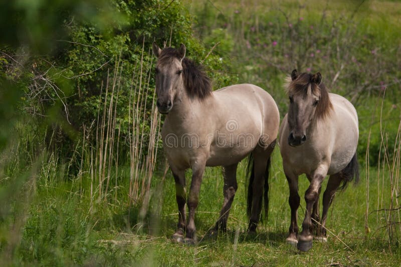 Wild konik horse foals stock image. Image of mammal, herd - 20799037