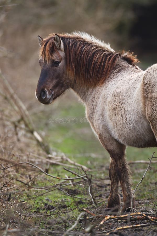 Konik horse stock photo. Image of mammals, park, nature - 22907772