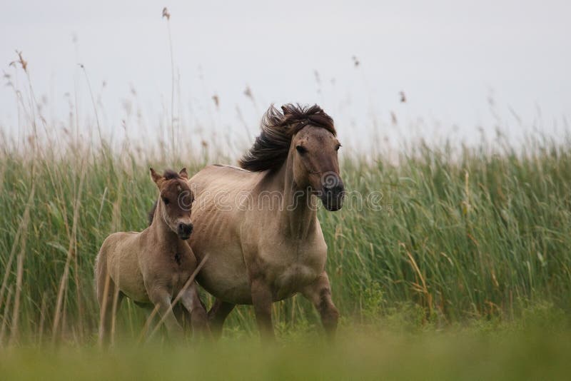 Konik horses stock photo. Image of animal, polish, holland - 17692944