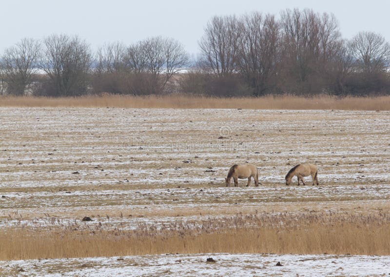 Konik horses stock photo. Image of winter, europe, animal - 23607132